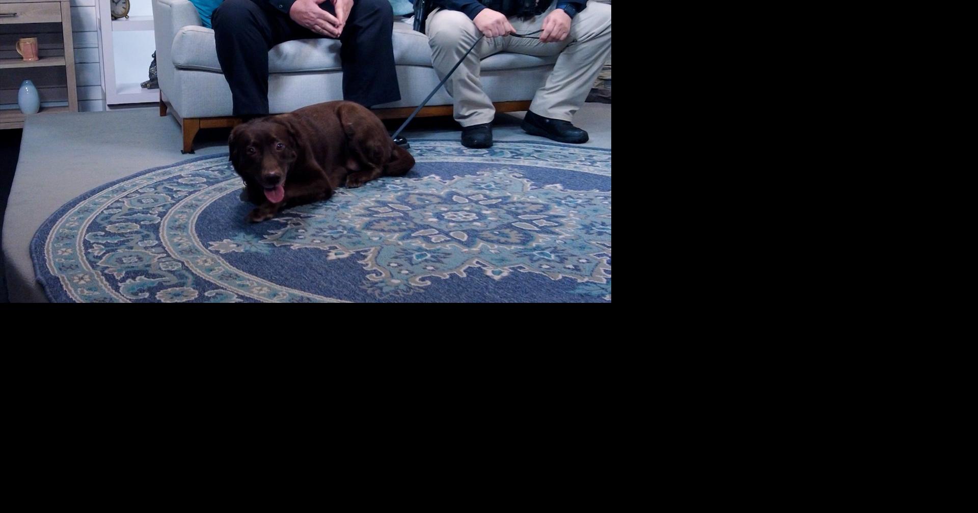 We Meet With The Federalsburg PD & Their K-9 Officer Who Recently Had A ...