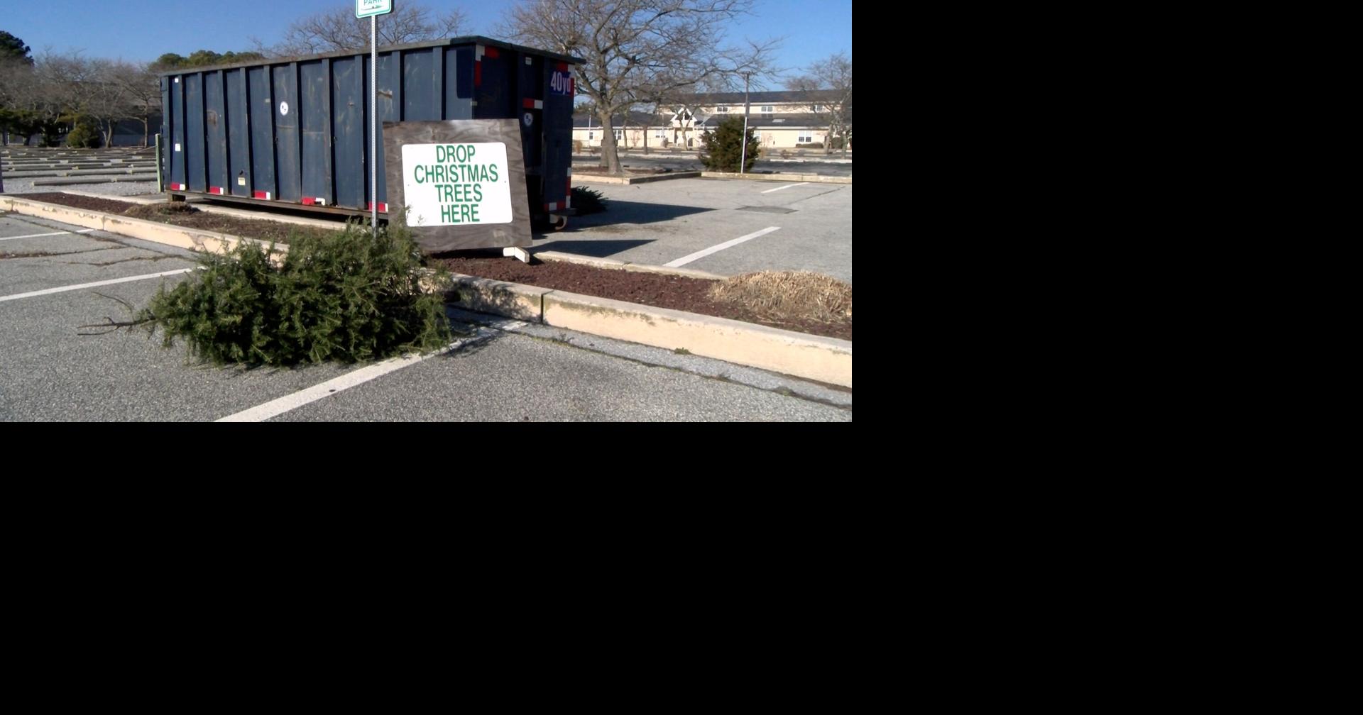 Delmarva Residents Continue New Year Tradition of Recycling Christmas ...