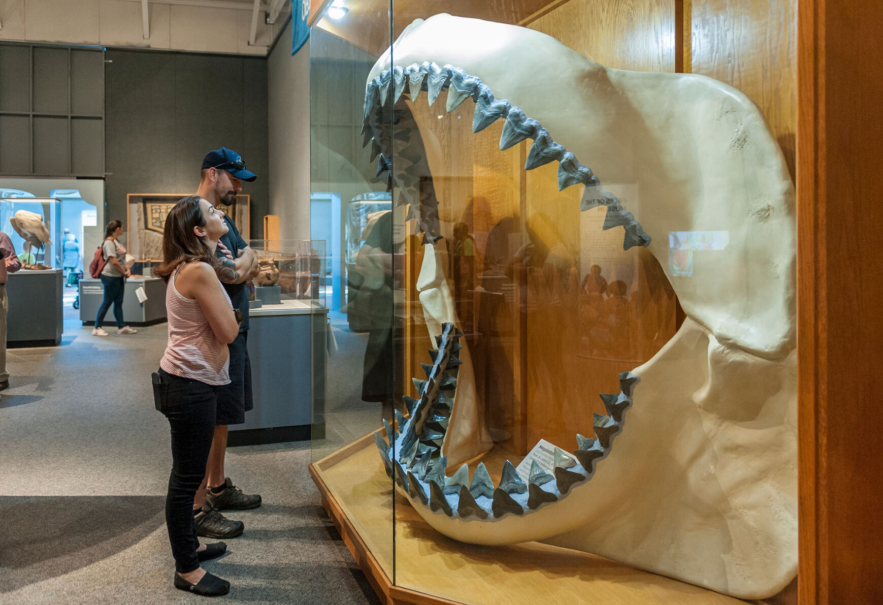 Maryland’s megalodon: lawmakers propose prehistoric behemoth as ...