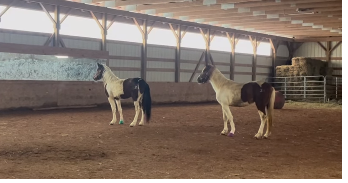 Chincoteague Ponies Showing Progress in “Swamp Cancer” Recovery ...