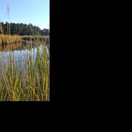 Nanticoke Watershed Alliance Releases Latest Report Card for Nanticoke ...