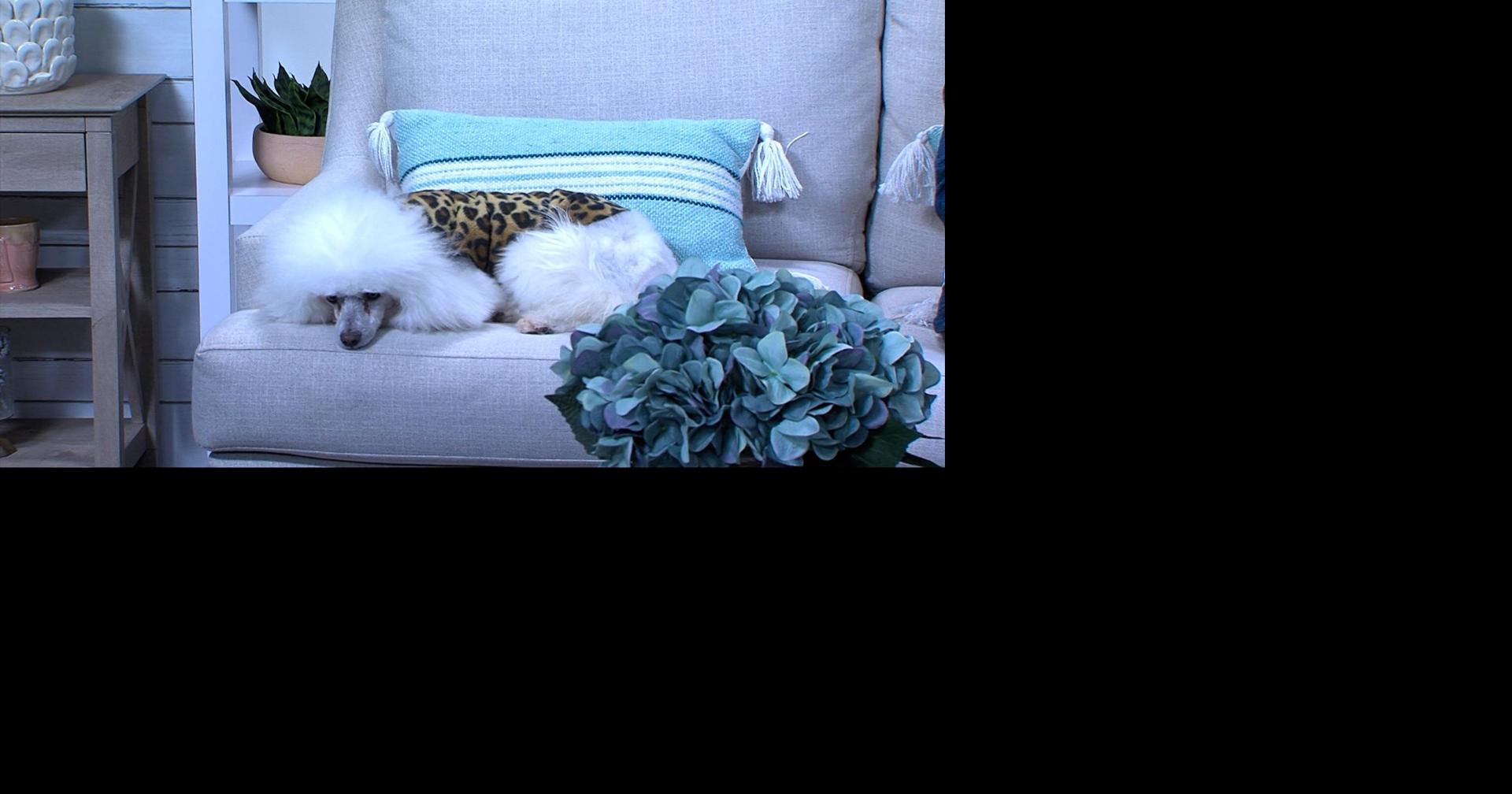 Meet Sasha The Therapy Dog, The Poodle Who Helps Support Local Nursing ...