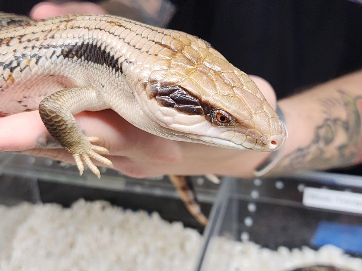 Reptile and exotic animal exhibit Repticon returns to Salisbury ...