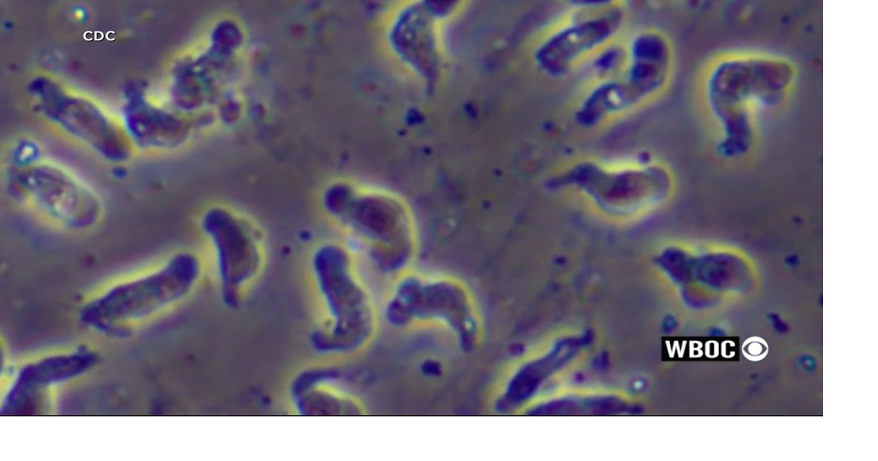 "Brain-Eating Amoeba" Deaths In Summer Months | Latest News | wboc.com