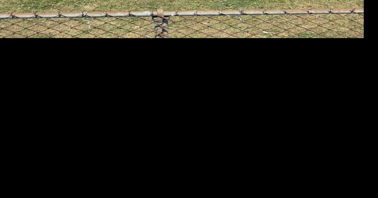 Chincoteague Pony Swamp Cancer Survivors Return to Island Life | Latest ...