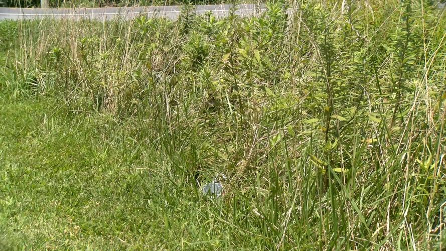 Sussex County Neighbors Ticked Off by Numerous Ticks | Latest News ...