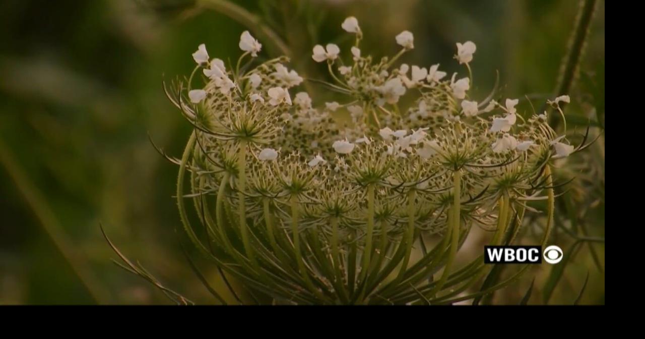 Travels With Charlie: Queen Anne's Lace | Travels With Charlie | wboc.com