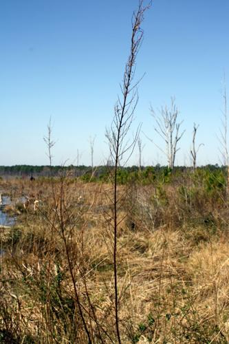 The Great Cypress Swamp Wetlands Restoration—Gallery | Delmarvalife ...