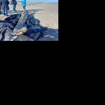 Whale Jawbone Washes up on Bethany Beach | Latest News | wboc.com