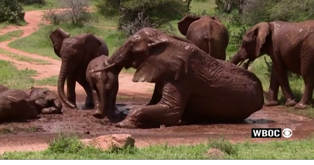 Report: More Than 1/5 Of World's Wildlife In Danger Of Extinction ...