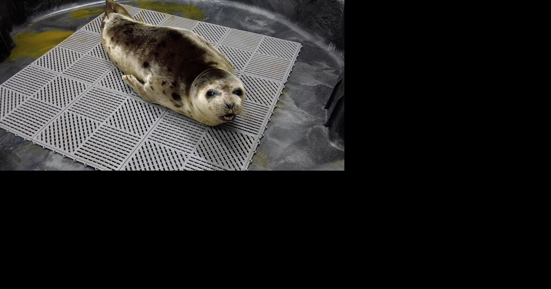 MERR Institute Reports Unusual Uptick in Seal Rescues | Latest News ...