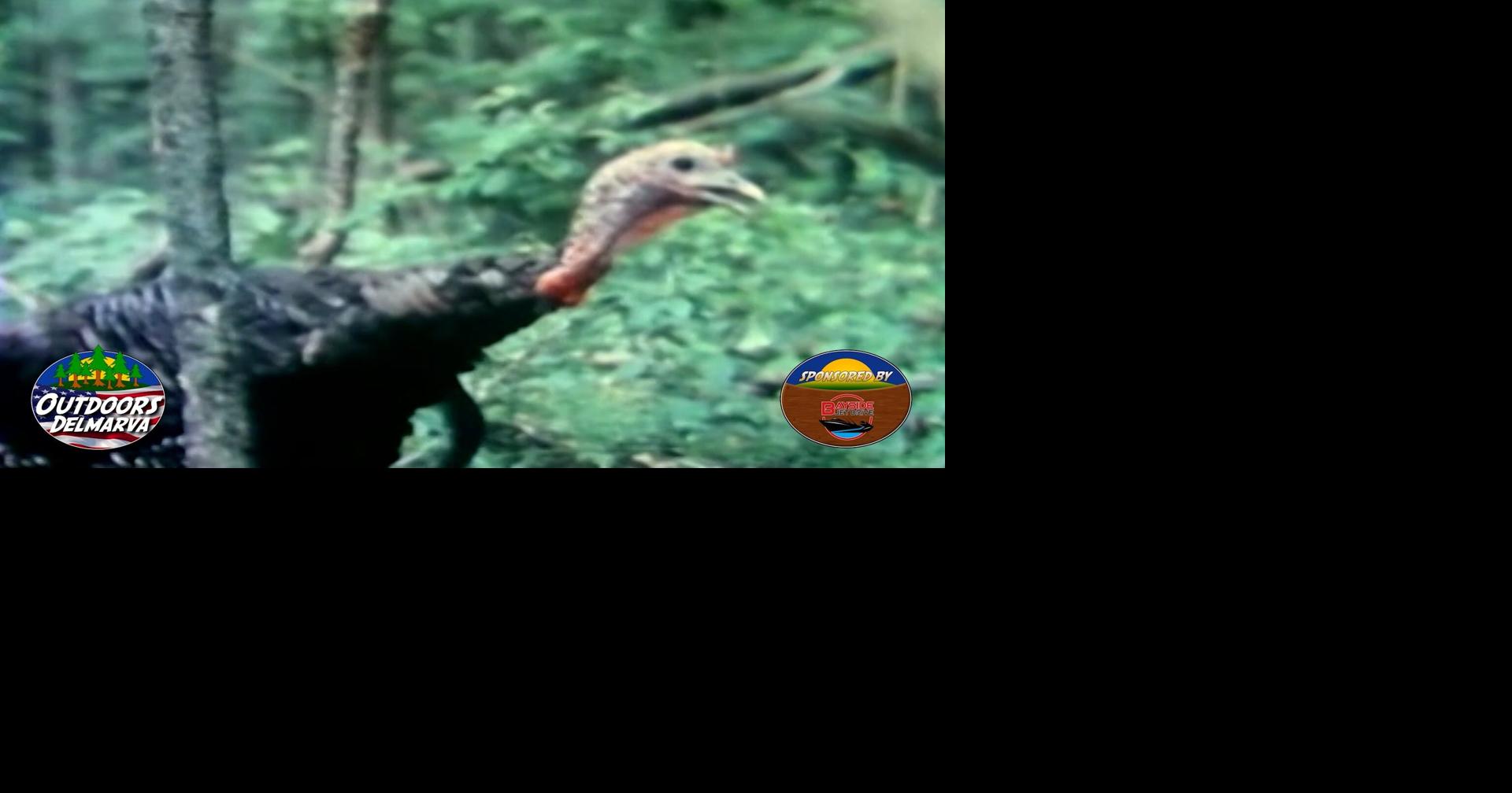 The Outdoors Delmarva 2026 Memorial Day Weekend Turkey Hunting Special ...