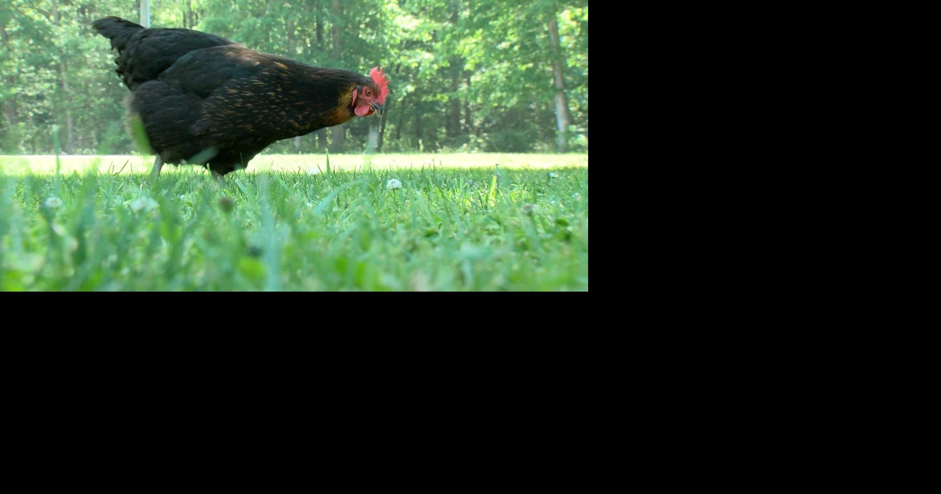 Kent County Looks at Backyard Chicken and Rooster Restrictions ...