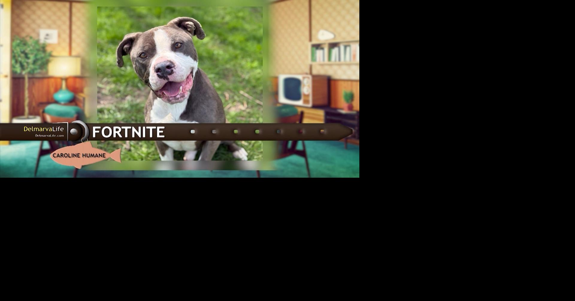 Pet Connect - 04/24/26 | Delmarvalife | wboc.com