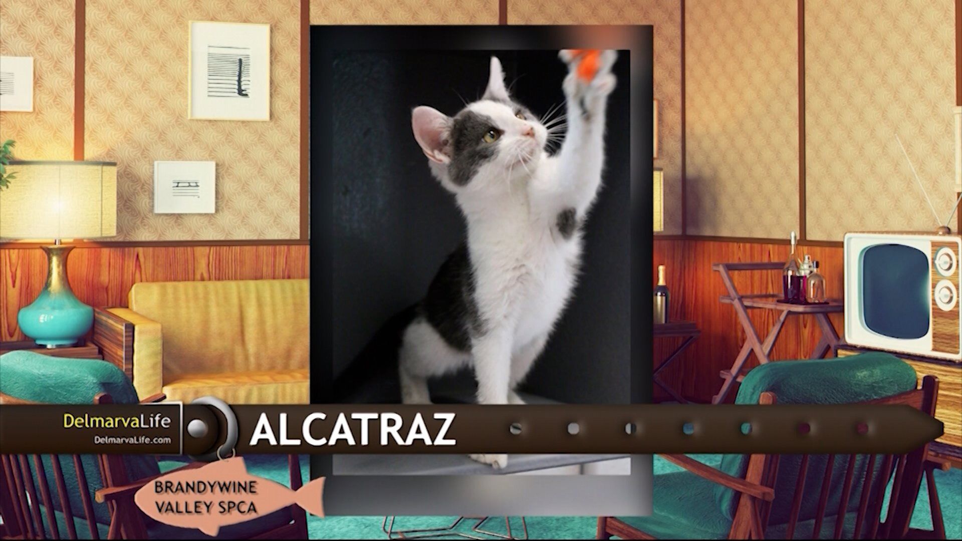 Delmarvalife | wboc.com