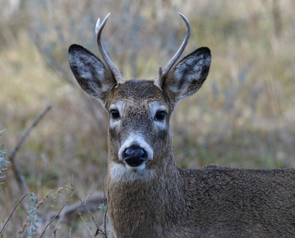 Delaware confirms first case of Chronic Wasting Disease in Sussex Co ...