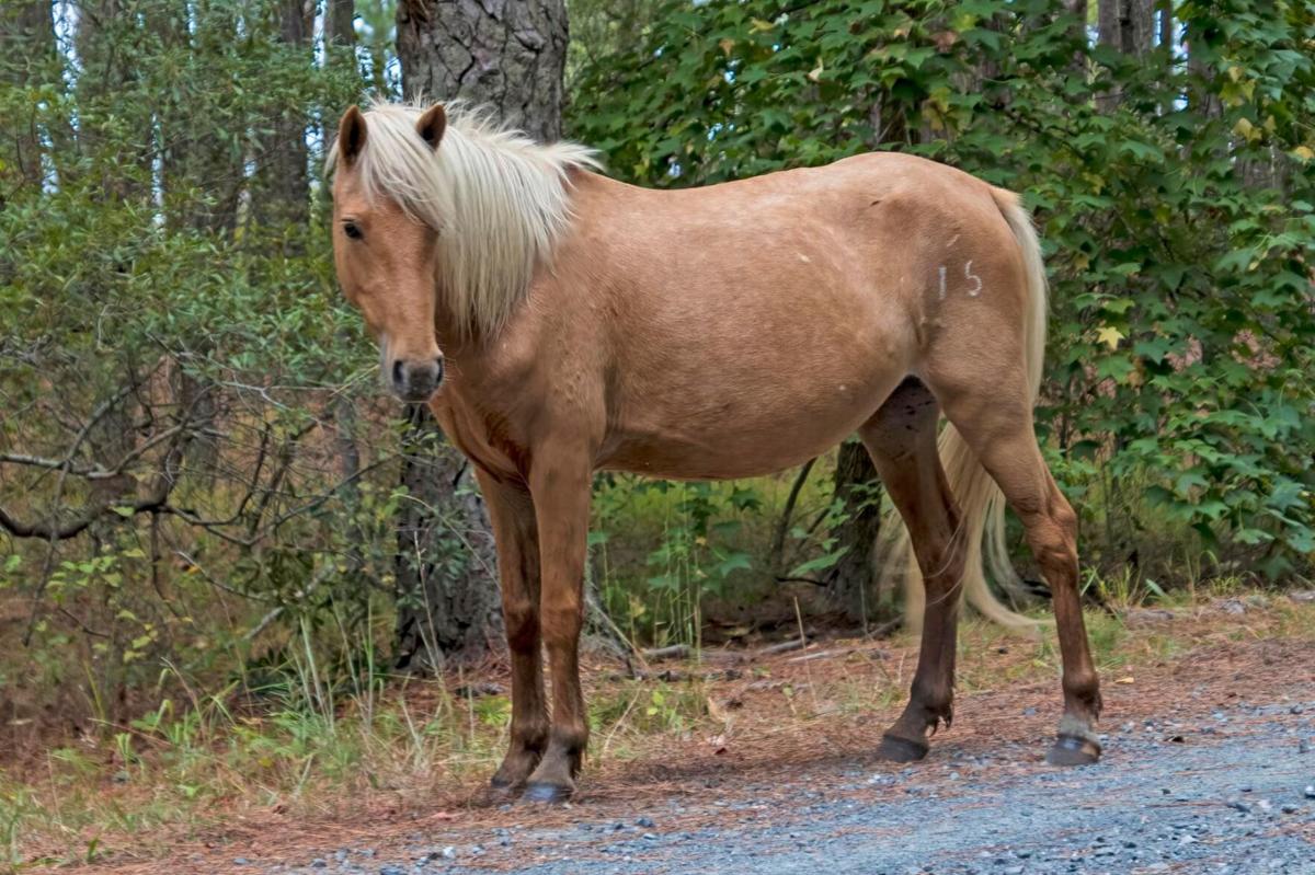 Chincoteague pony found dead after becoming stuck | Latest News | wboc.com