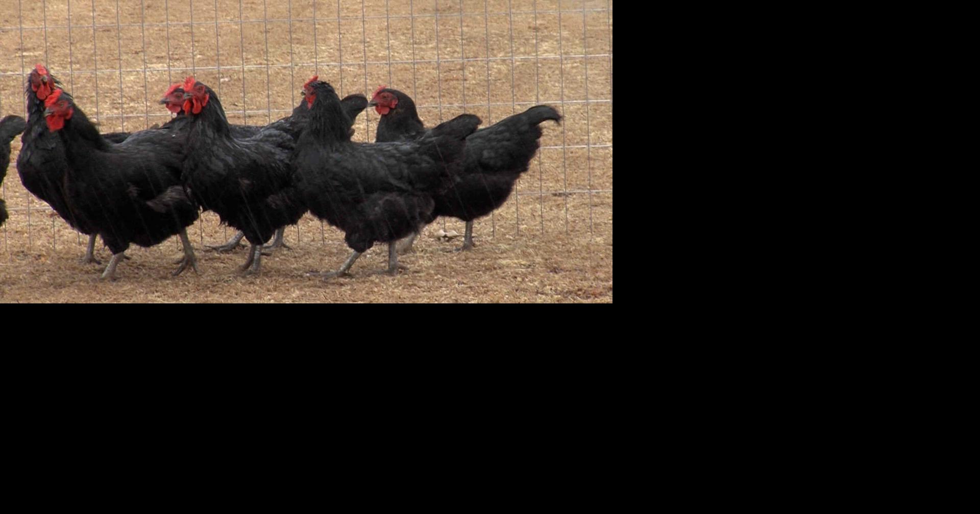 Poultry Show Showcases Chickens at Delaware State Fair | Delaware News ...