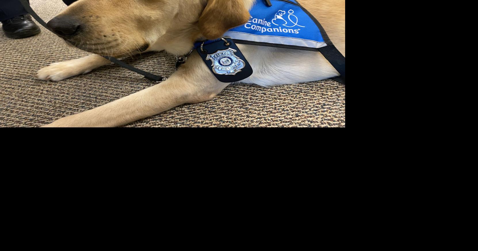 Delaware Judiciary Welcomes Comforting K-9 | Latest News | wboc.com