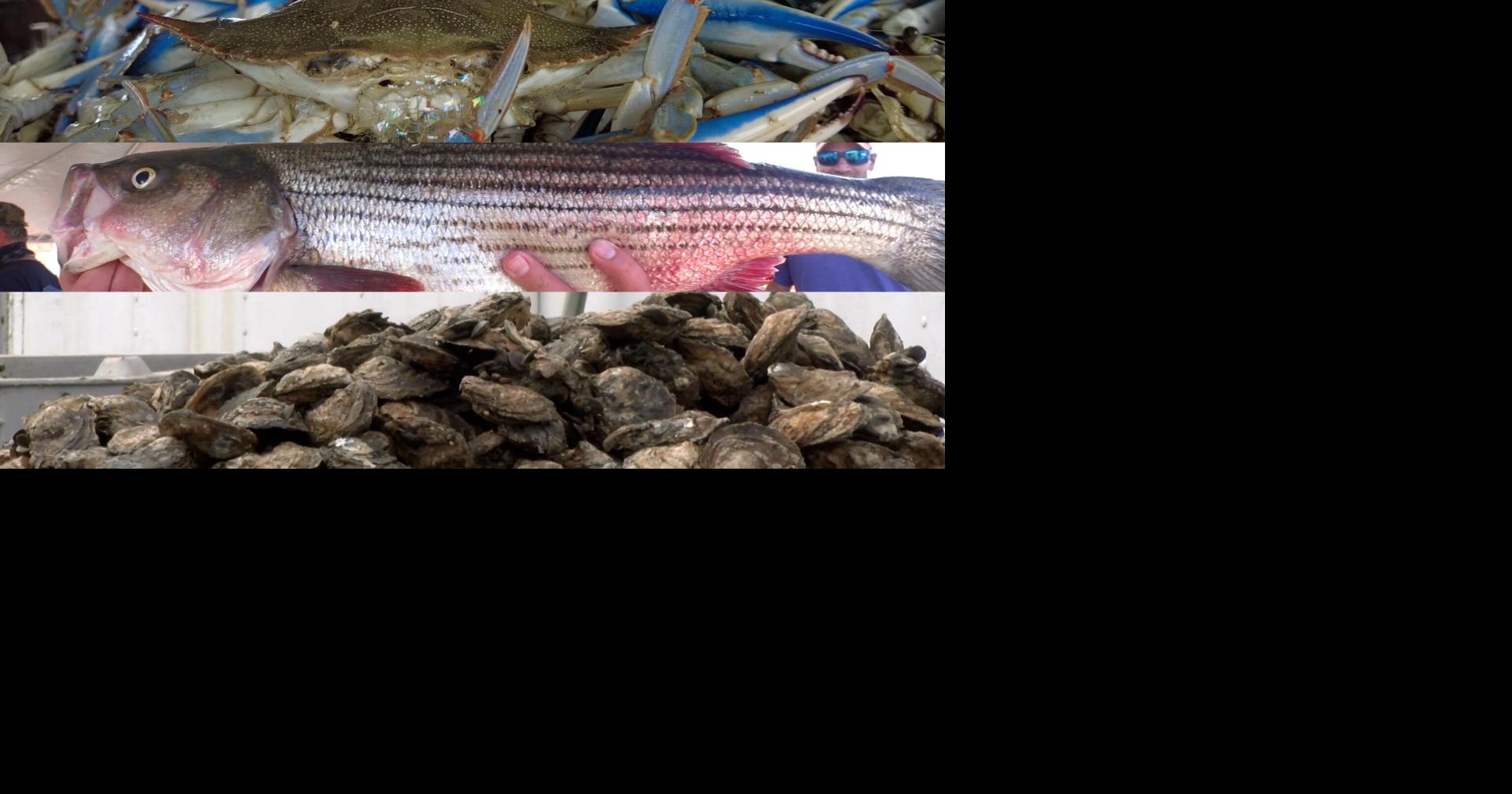 Could Electronic Reporting Become Mandatory For Commercial Watermen ...