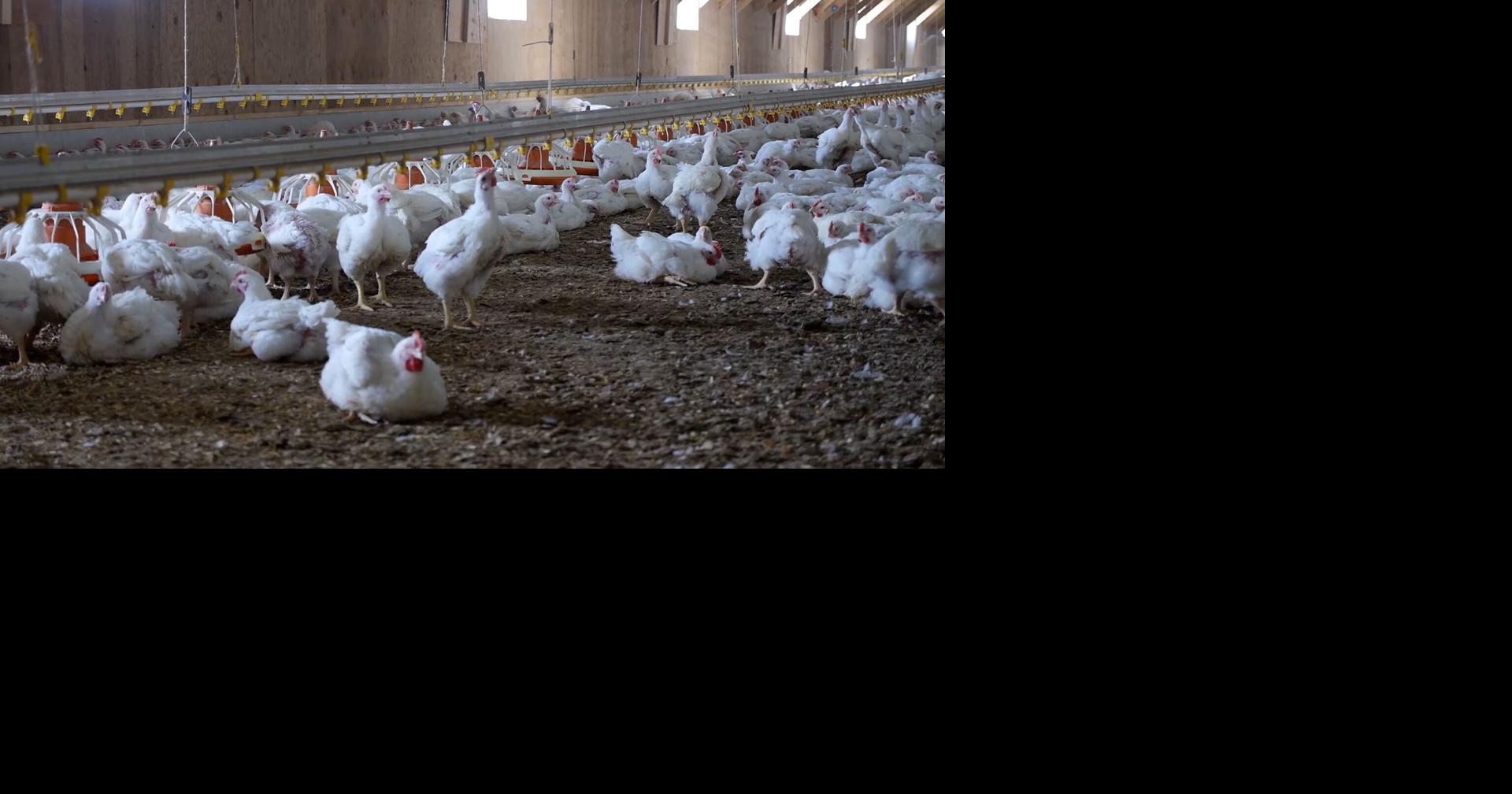 China Bans Poultry Imports from Mountaire Farms of Delaware | Latest ...