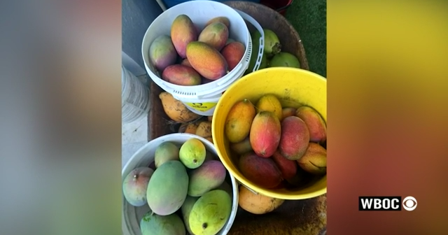 Mad For Mangoes: Fruit Gets A Boost In Popularity | Latest News | wboc.com