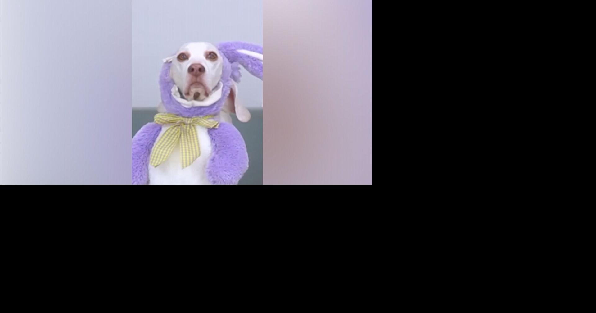 Thigh-Slap Thursday: We're Showing Off a few Funny Clips to Laugh At ...