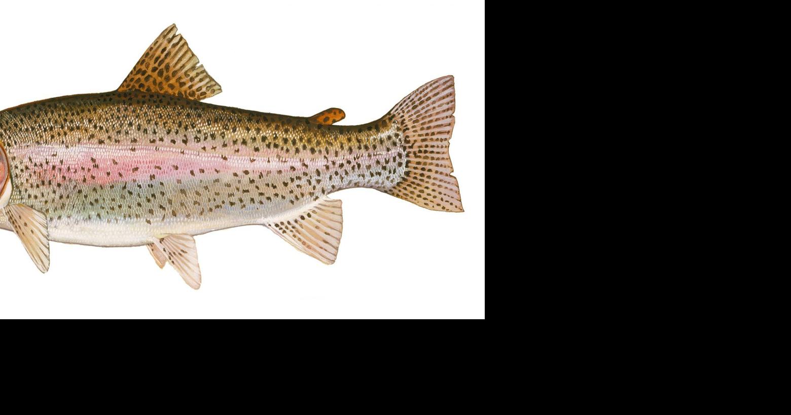 Schedule for Spring Pond Trout Season in Delaware Announced | Latest ...