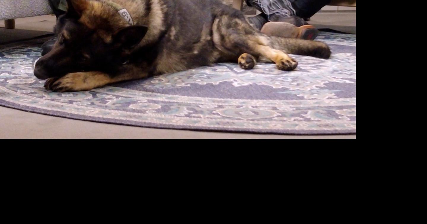 The Journey of Officer Daniel Derasmo and K9 Zanzi: A Story of ...