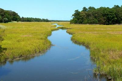 DNREC, DDA Agree to Protect Delaware's Unique Wetland Communities ...