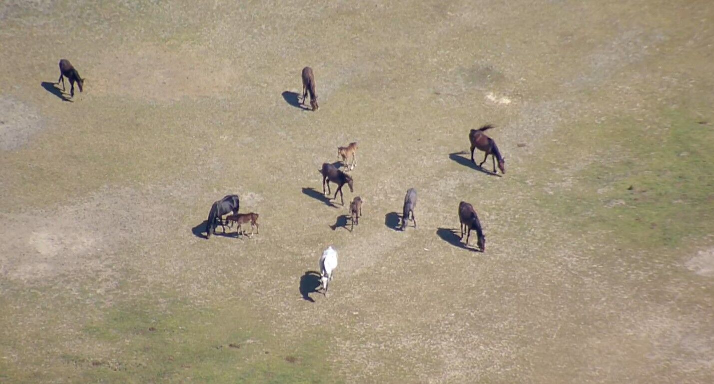 UPDATE: Hurlock horse farm owners face 100 charges of animal cruelty ...