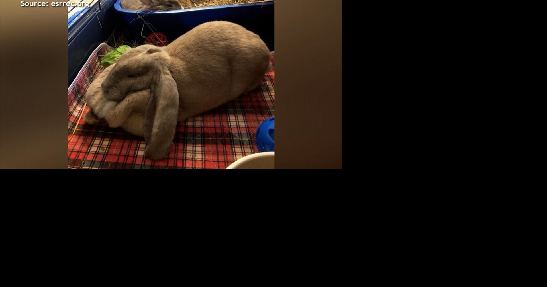 Rabbits Are Very Loving Pets And The Eastern Shore Rabbit Rescue ...