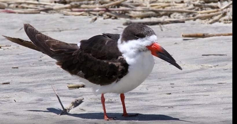 Colonial Nesting Birds Native to Delmarva | Delmarvalife | wboc.com