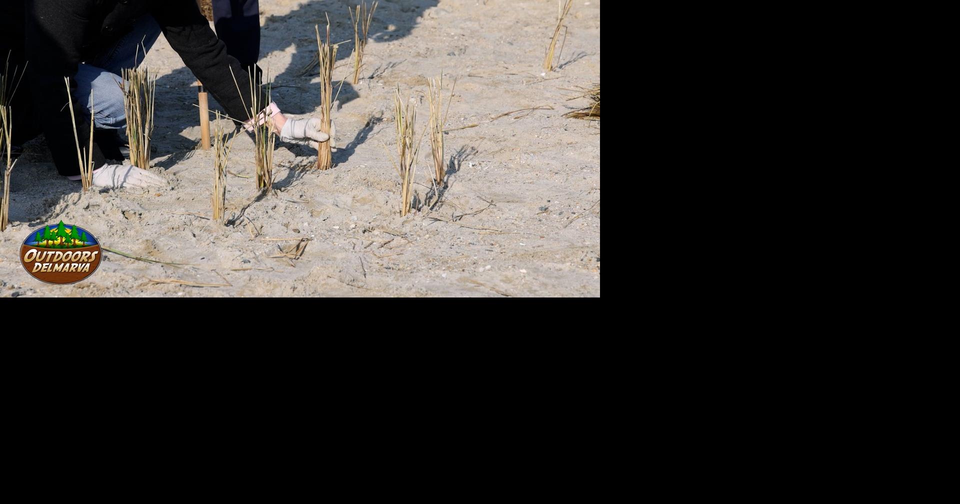 Delaware DNREC Dune Grass Planting at Delaware Seashore State Park ...