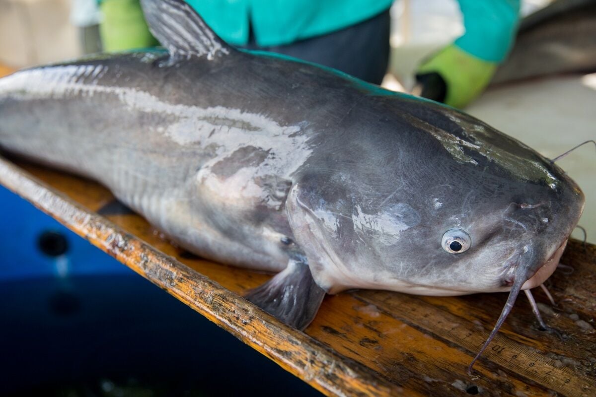 Virginia awards planning grant for Eastern Shore seafood, agriculture ...