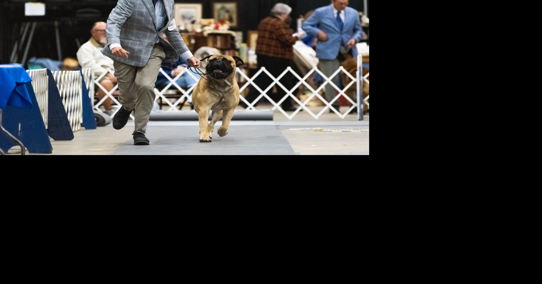 Eastern Shore Classic Dog Show Returns to Wicomico Civic Center ...