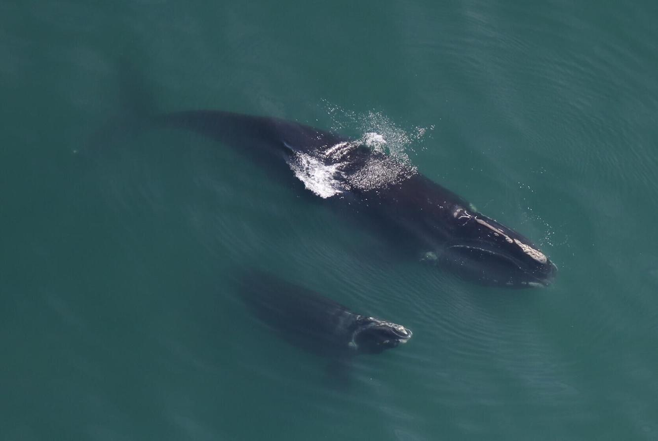 Offshore wind at center of new right whale protection lawsuit | Latest ...
