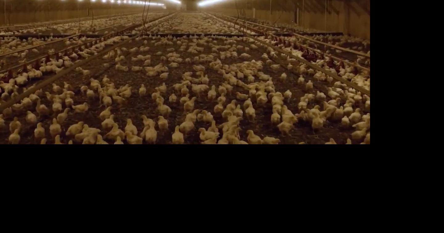 Delmarva's Poultry Legacy: Uncovering Stories and Celebrating 100 Years ...