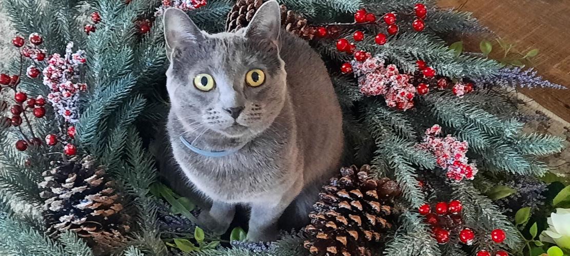 Delmarva's Holiday House 2022: Dec. 11-17 | Holiday House | wboc.com