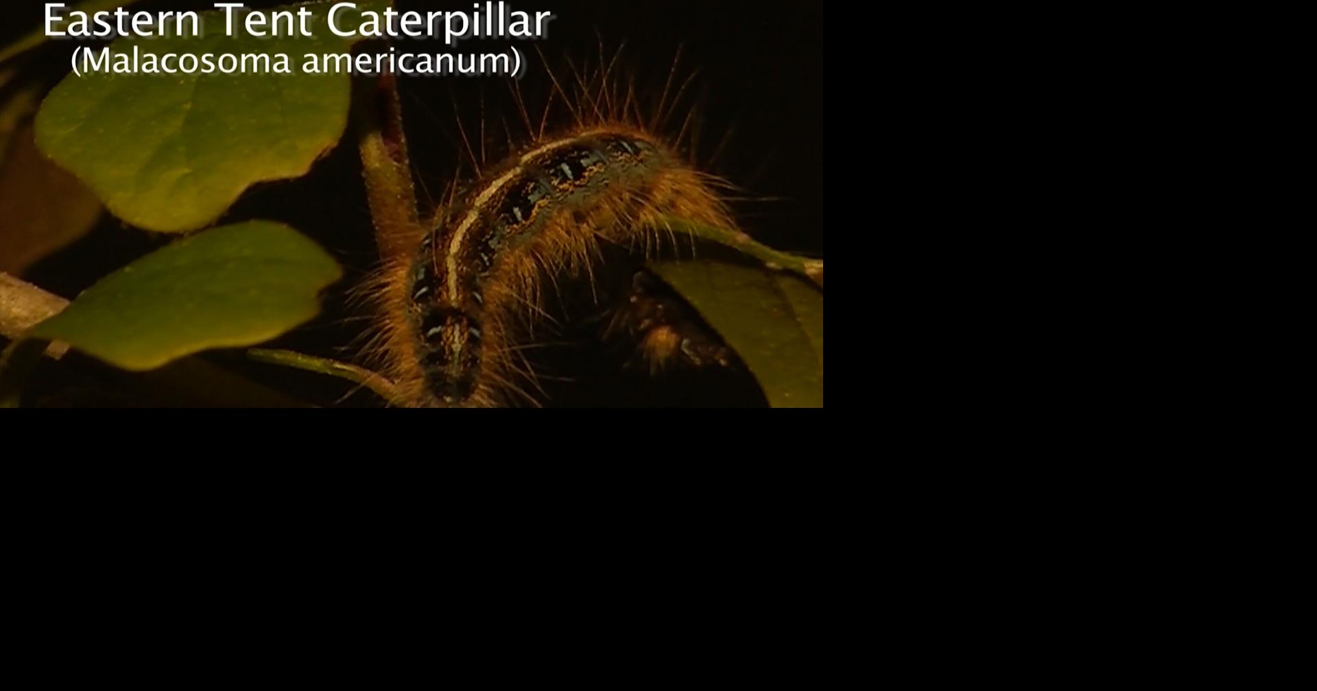 Travels With Charlie: Eastern Tent Caterpillar | Delmarvalife | wboc.com