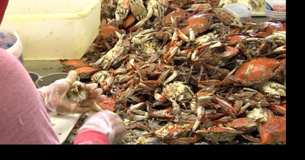 75th National Hard Crab Derby | DelmarvaLife | wboc.com
