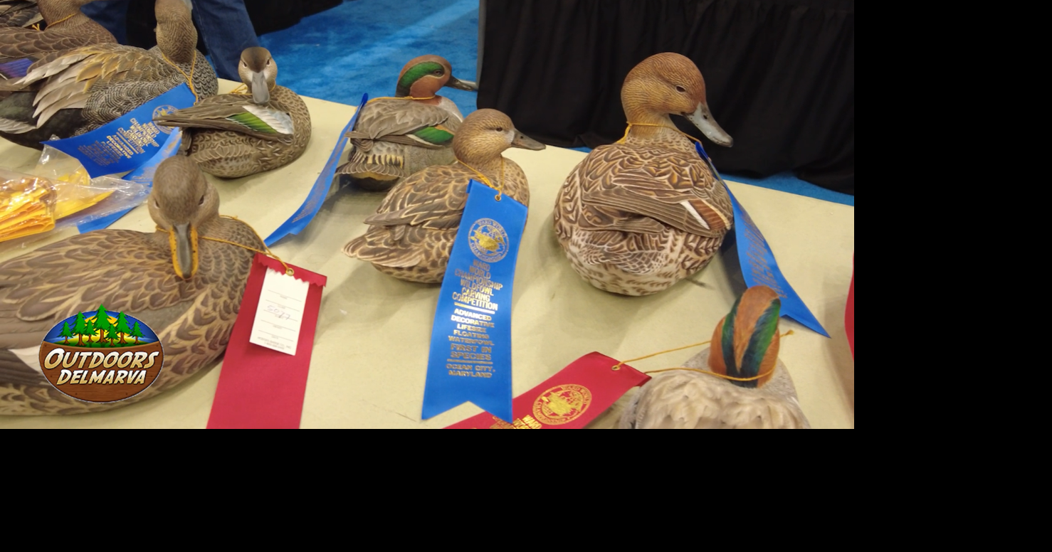 Getting ready for the Ward World Wildfowl Carving Competition ...