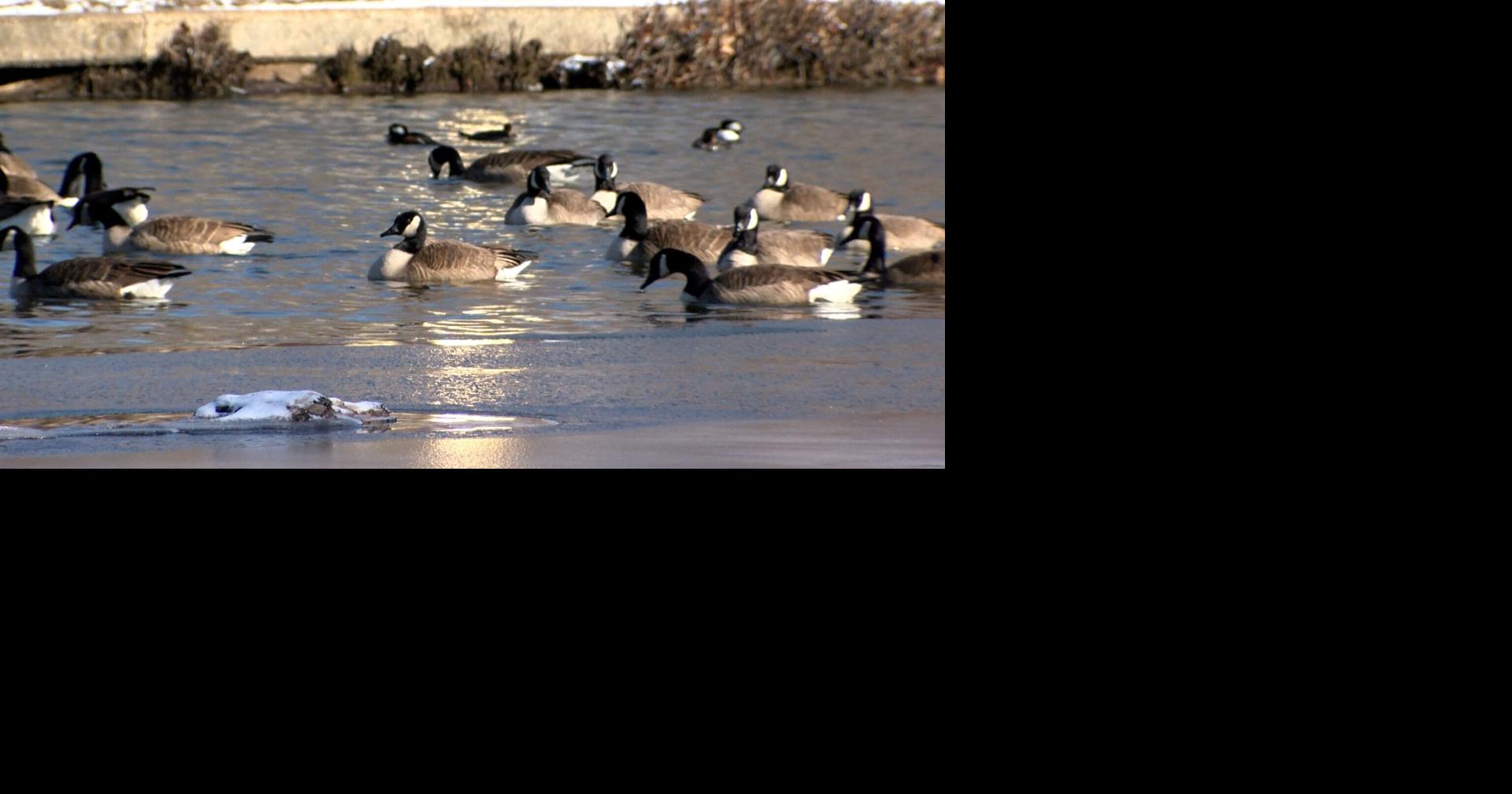 Wicomico County Seeks Solutions to Nuisance Geese Amid Bird Flu ...