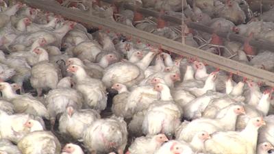 Maryland Supreme Court Rules State Chicken Farm's Ammonia Regulations ...