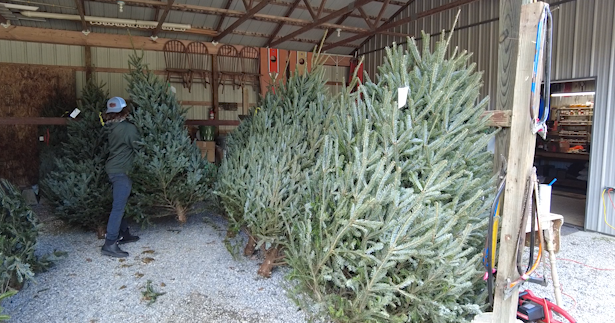 A Family Tradition Continues at P&J Tree Farm | Latest News | wboc.com