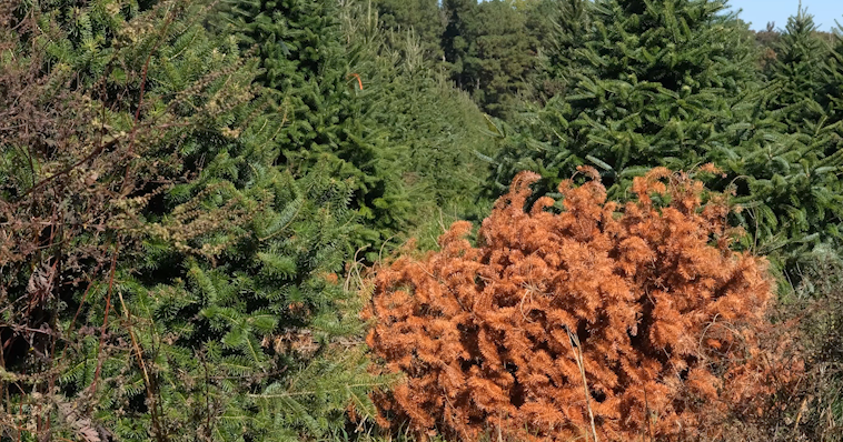 Delmarva Drought Takes Toll on Christmas Tree Farms Ahead of Holiday ...