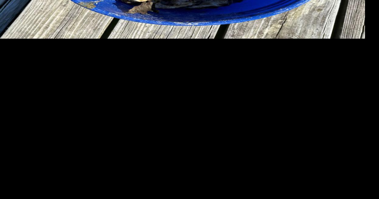 Oyster Spat-on-Shell Delivered to Growers | Latest News | wboc.com