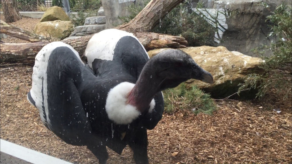 Newly hatched Andean condor chick dies in Pittsburgh aviary | Our ...