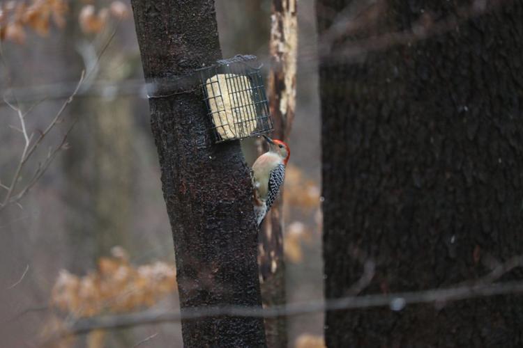 Learning about birds at Jennings Environmental Center | Titantown ...