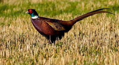 Pennsylvania headed for pheasant season | Holcad And Campus | wcn247.com